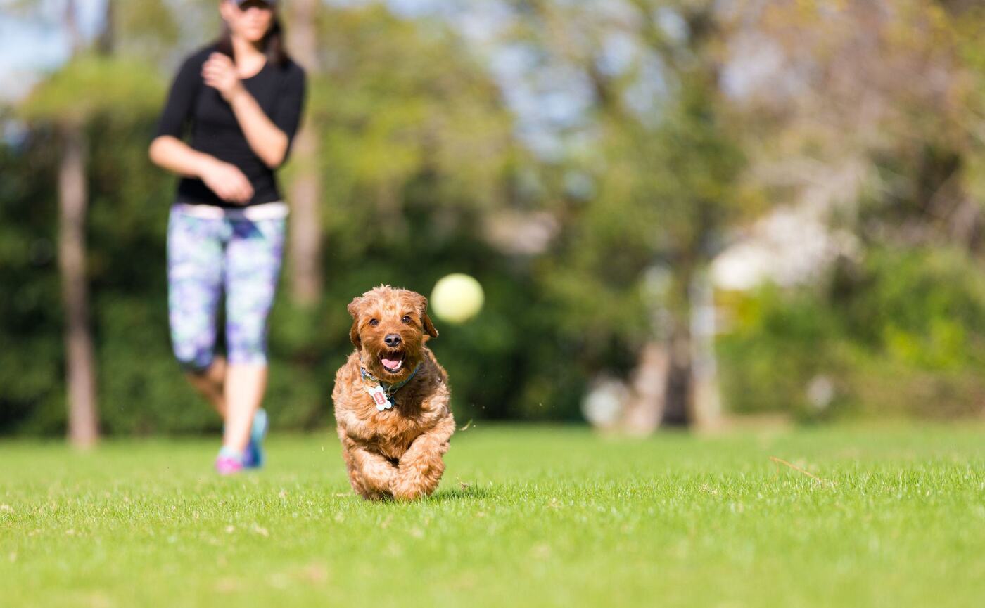 Fitzsimmons Dog Park - Pet-Friendly Things to Do in Wheeling, WV