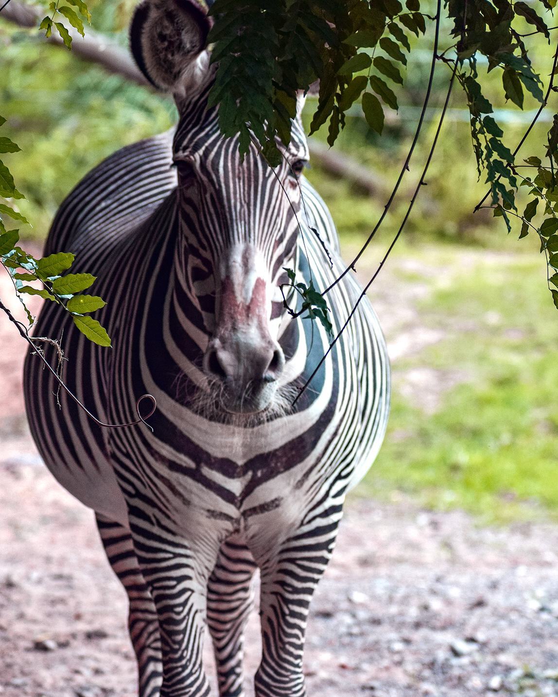 Animal Experiences at Oglebay Zoo - Oglebay Animal Encounters.