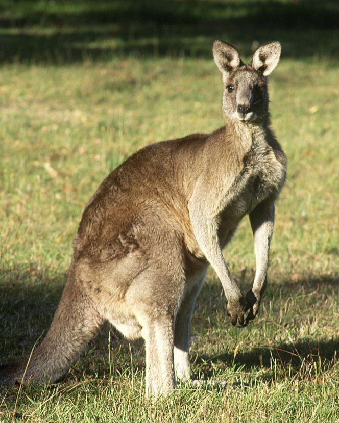Animal Experiences at Oglebay Zoo - Oglebay Animal Encounters.