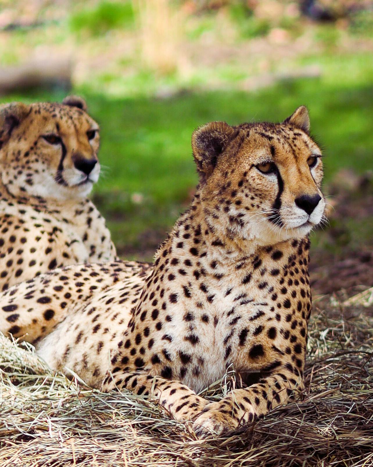Cheetah - Oglebay Zoo Animal Encounters - Wheeling, West Virginia