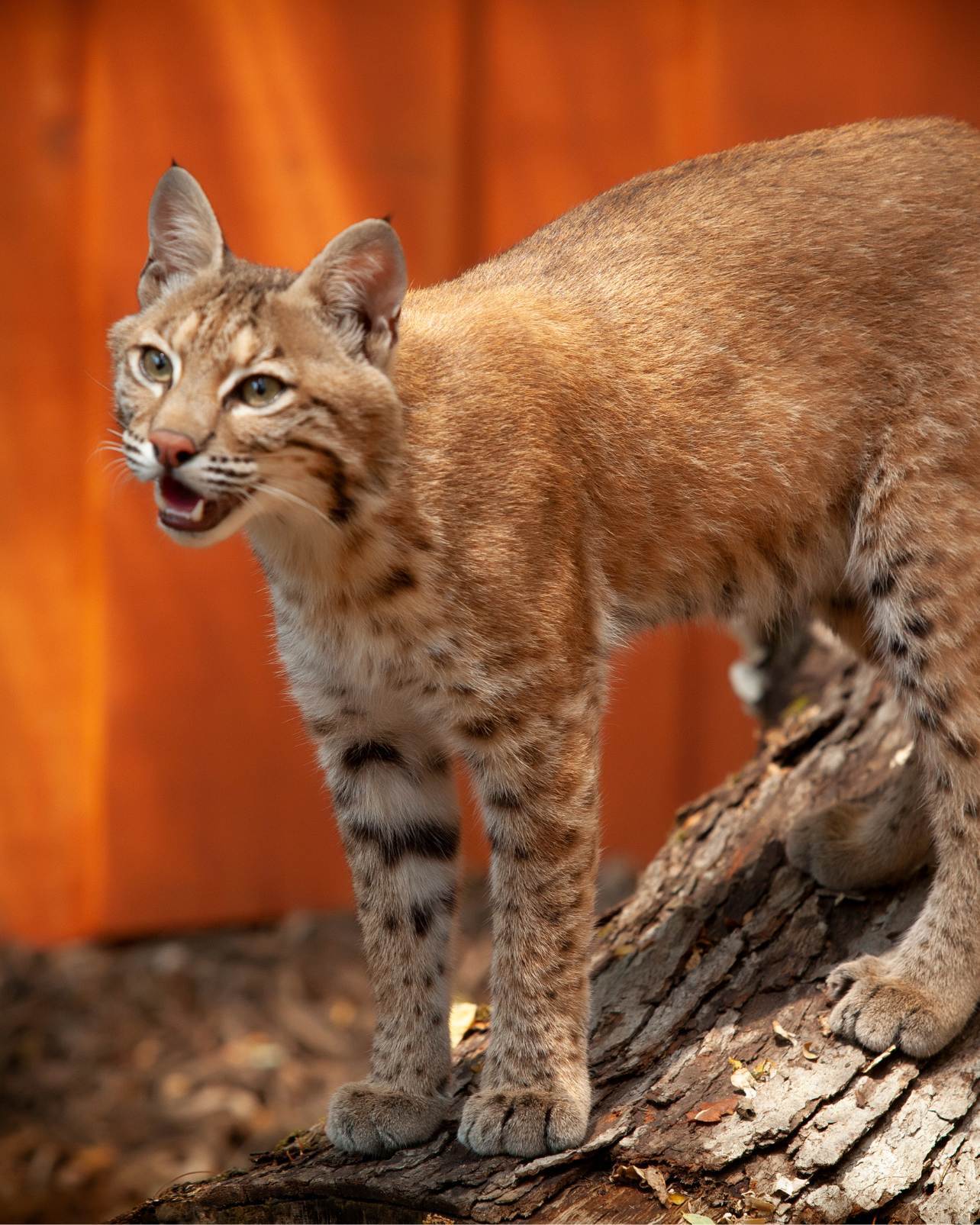 Bobcat - Oglebay Zoo - Animals & Experiences - Oglebay Park, WV