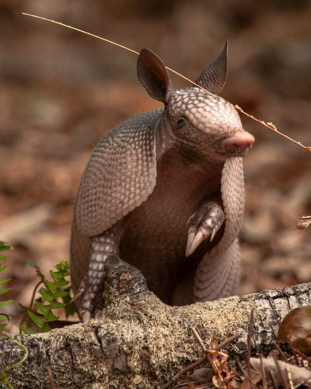 Southern Three-banded Armadillo - Protected Wildlife at Oglebay Zoo
