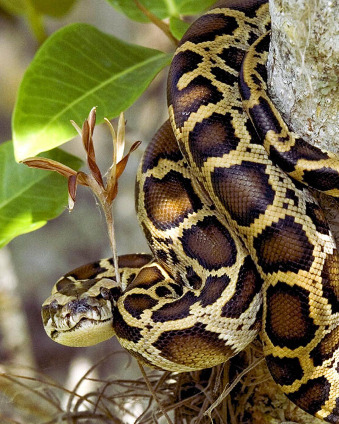 Burmese Python - Oglebay Park - West Virginia Zoos & Aquariums