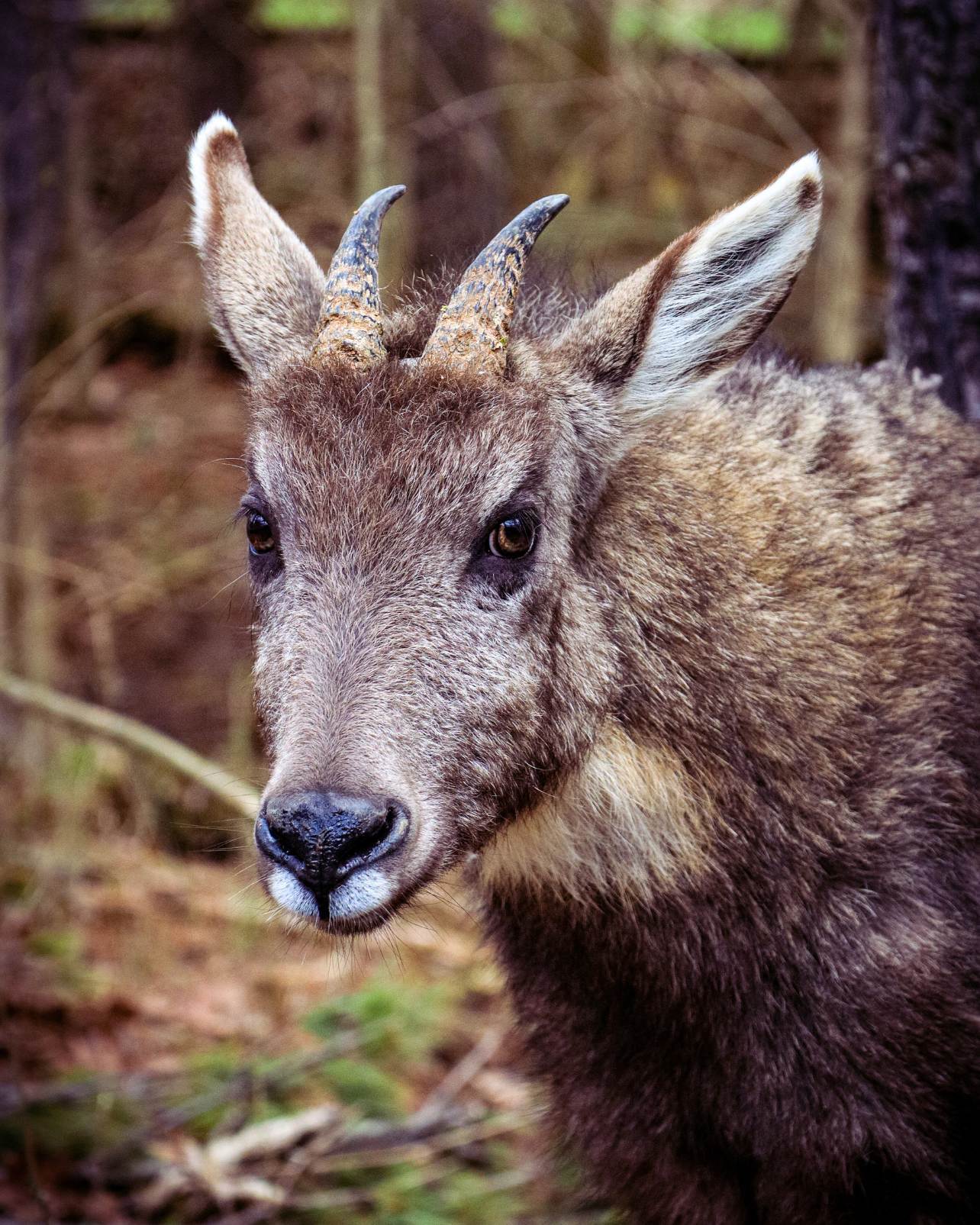 Central Chinese Goral - Animals & Experiences - Oglebay Oglebay Zoo, WV
