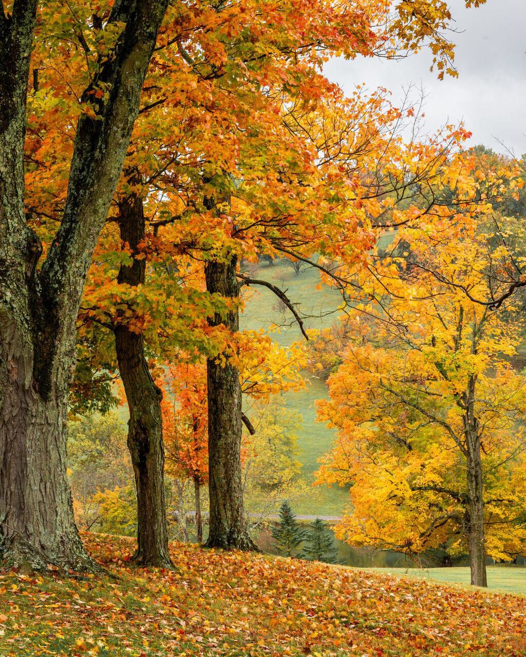 West Virginia Fall Colors, Getaways, & Things To Do: Autumn at Oglebay Park